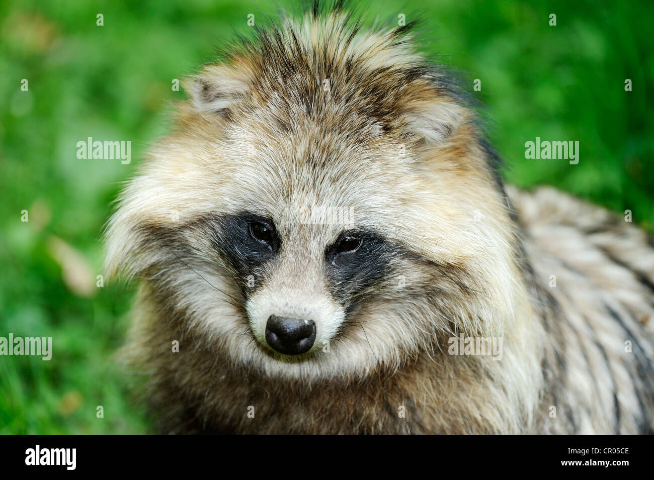 Tanuki animals hi-res stock photography and images - Alamy