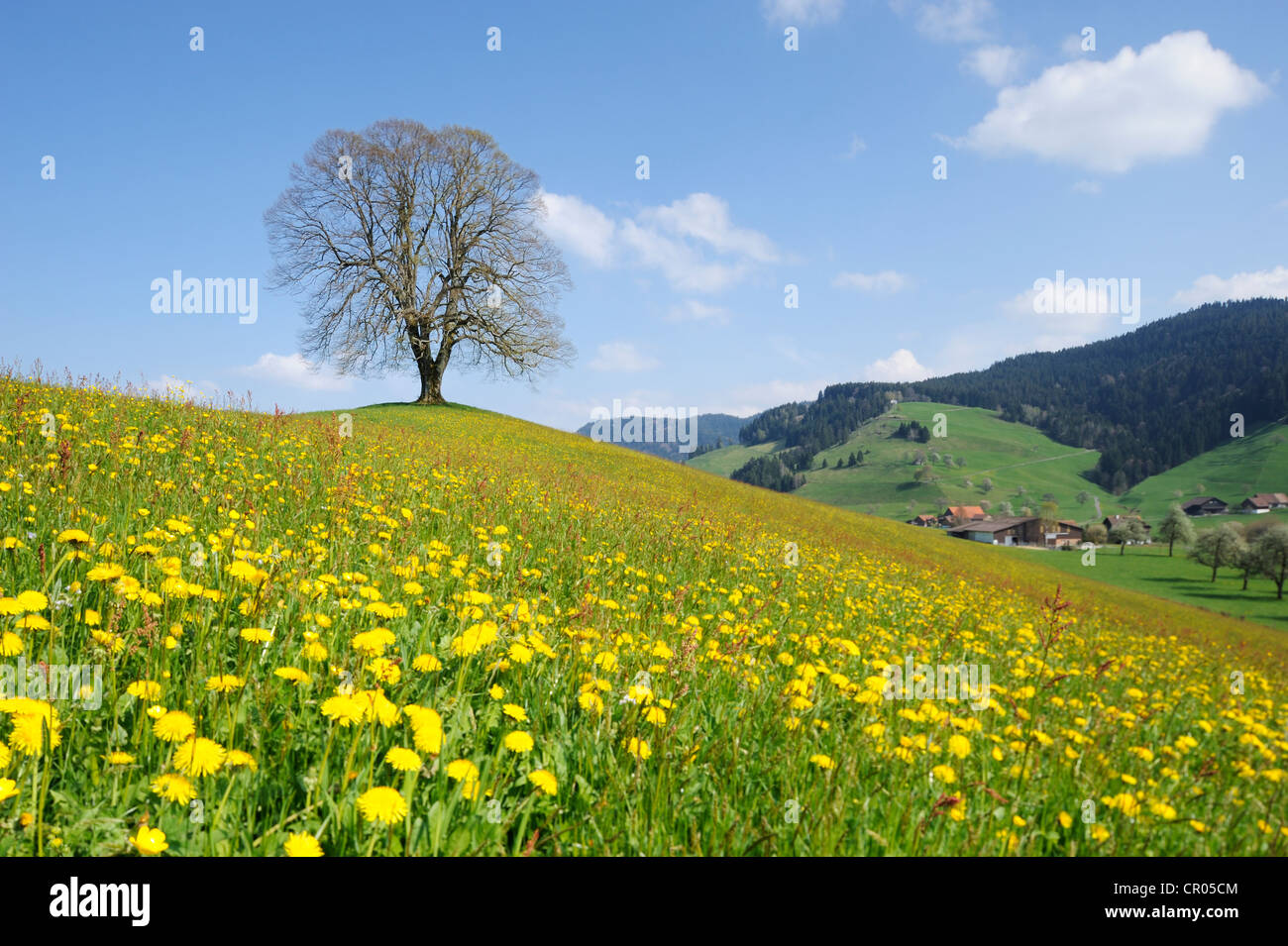 Lime tree (Tilia), solitary tree on a moraine with flowering dandelions ...