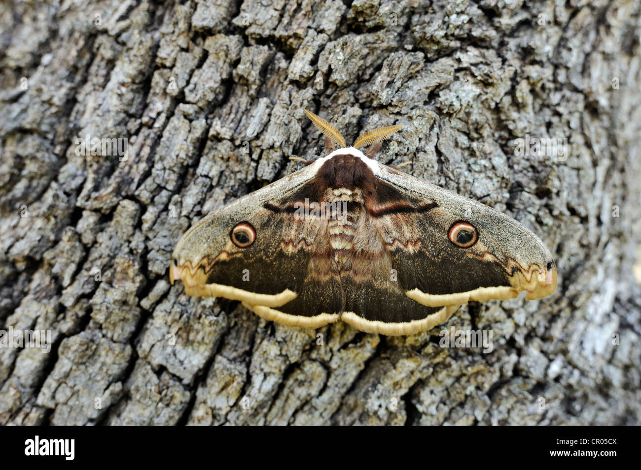 Night Peacock Eye (Saturnia), resting on tree bark Stock Photo - Alamy