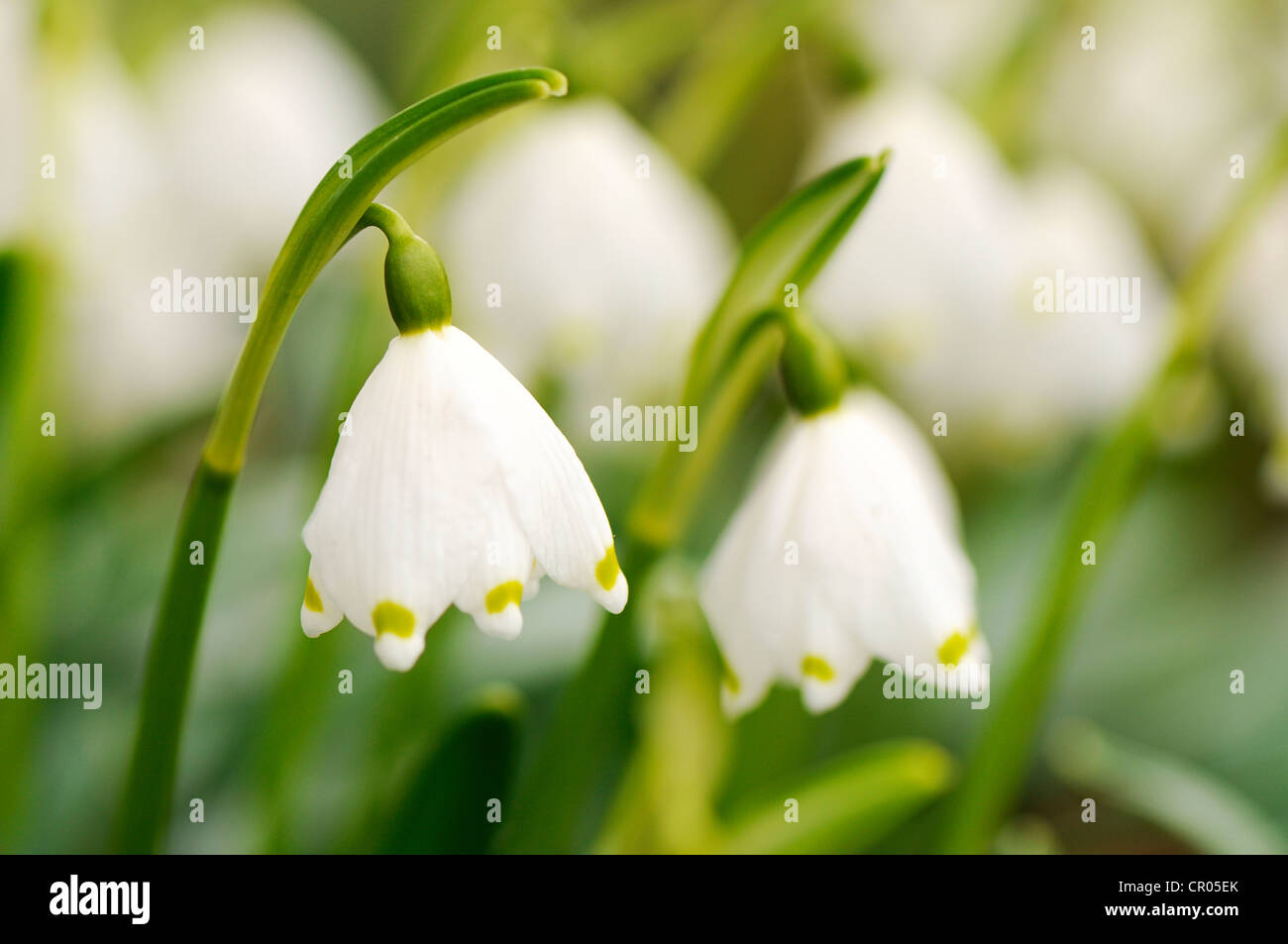 Snowdrop (Galanthus nivalis Stock Photo - Alamy