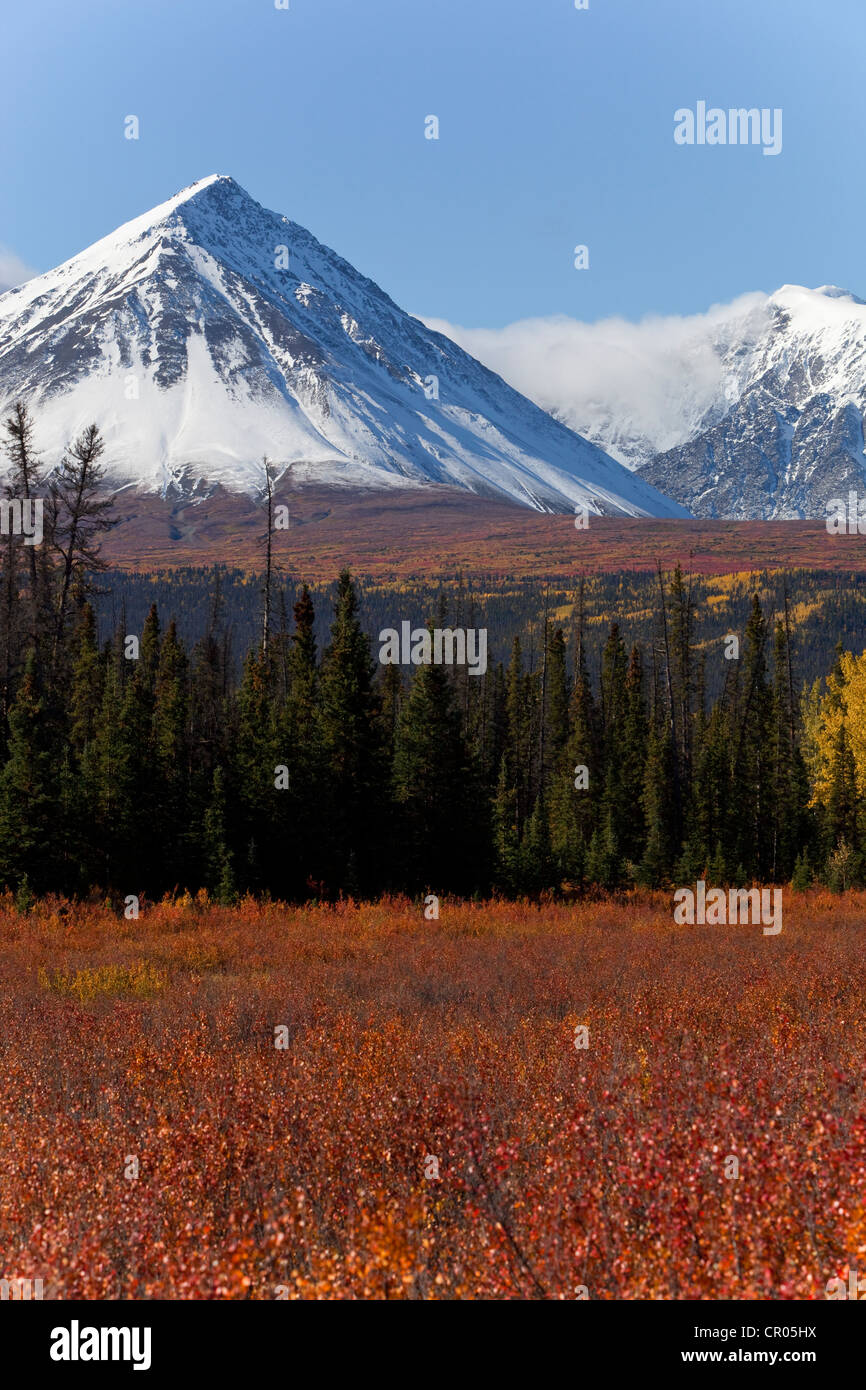 American dwarf birch, Resin birch or Shrub birch (Betula glandulosa) in ...