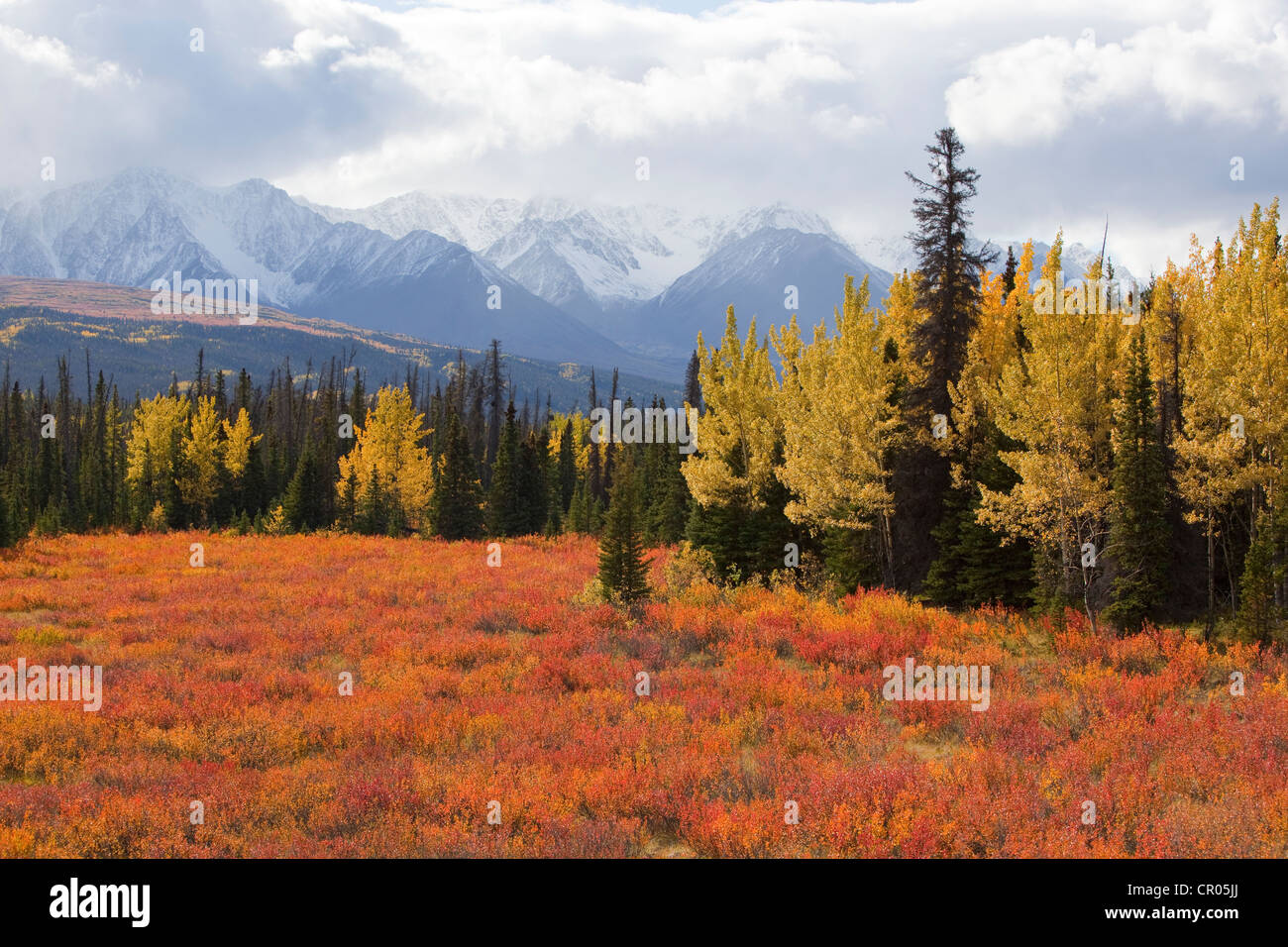 American dwarf birch, Resin birch or Shrub birch (Betula glandulosa) in ...