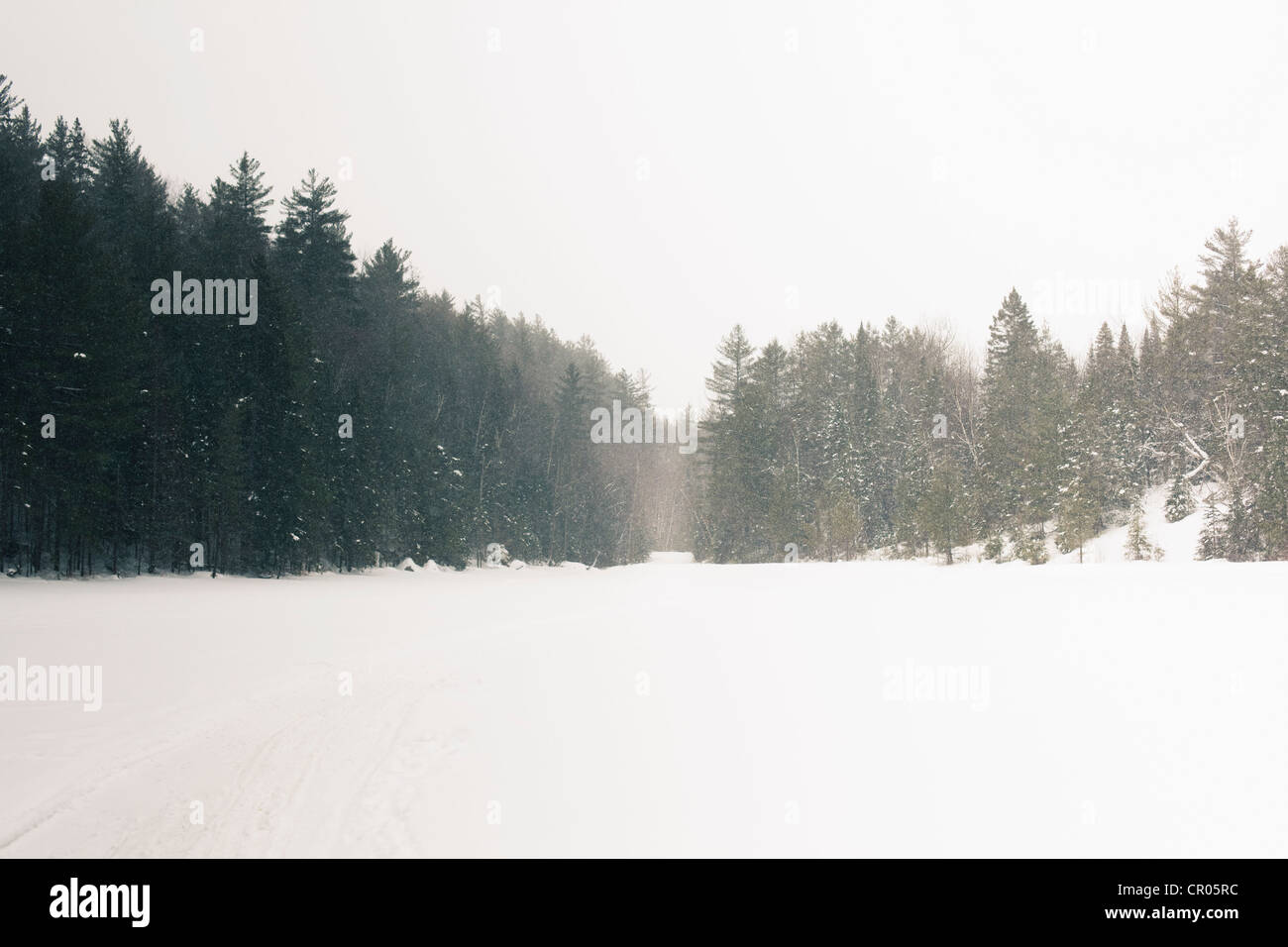Trees and meadow in snowy landscape Stock Photo - Alamy