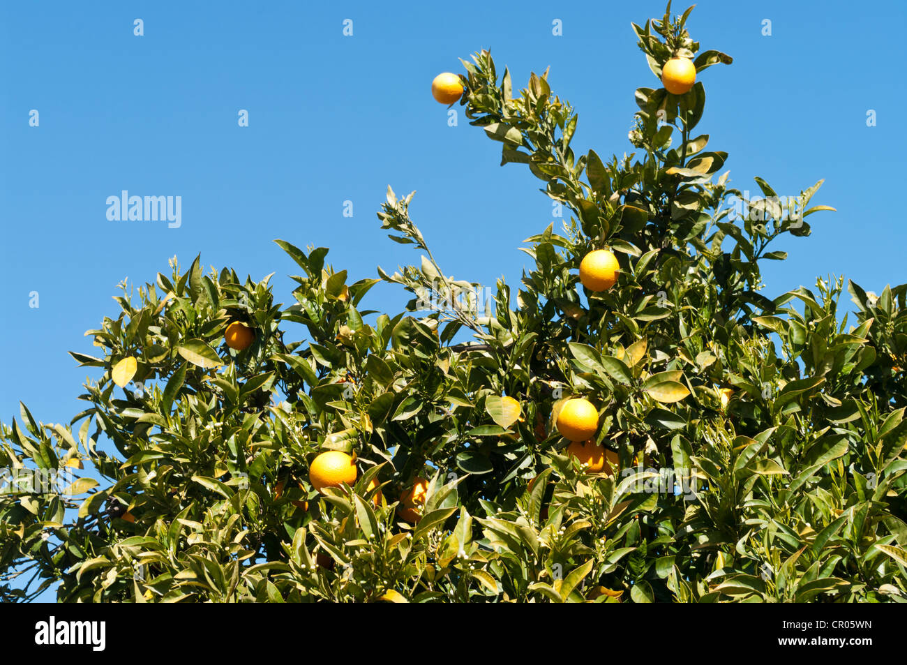 Orange tree in fruit Stock Photo - Alamy