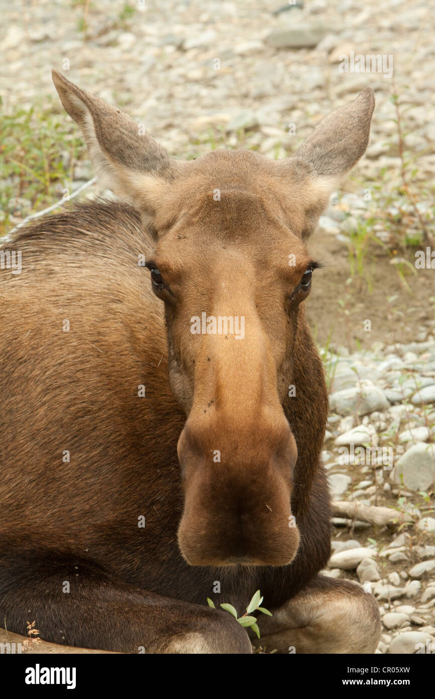 Female moose hi-res stock photography and images - Alamy