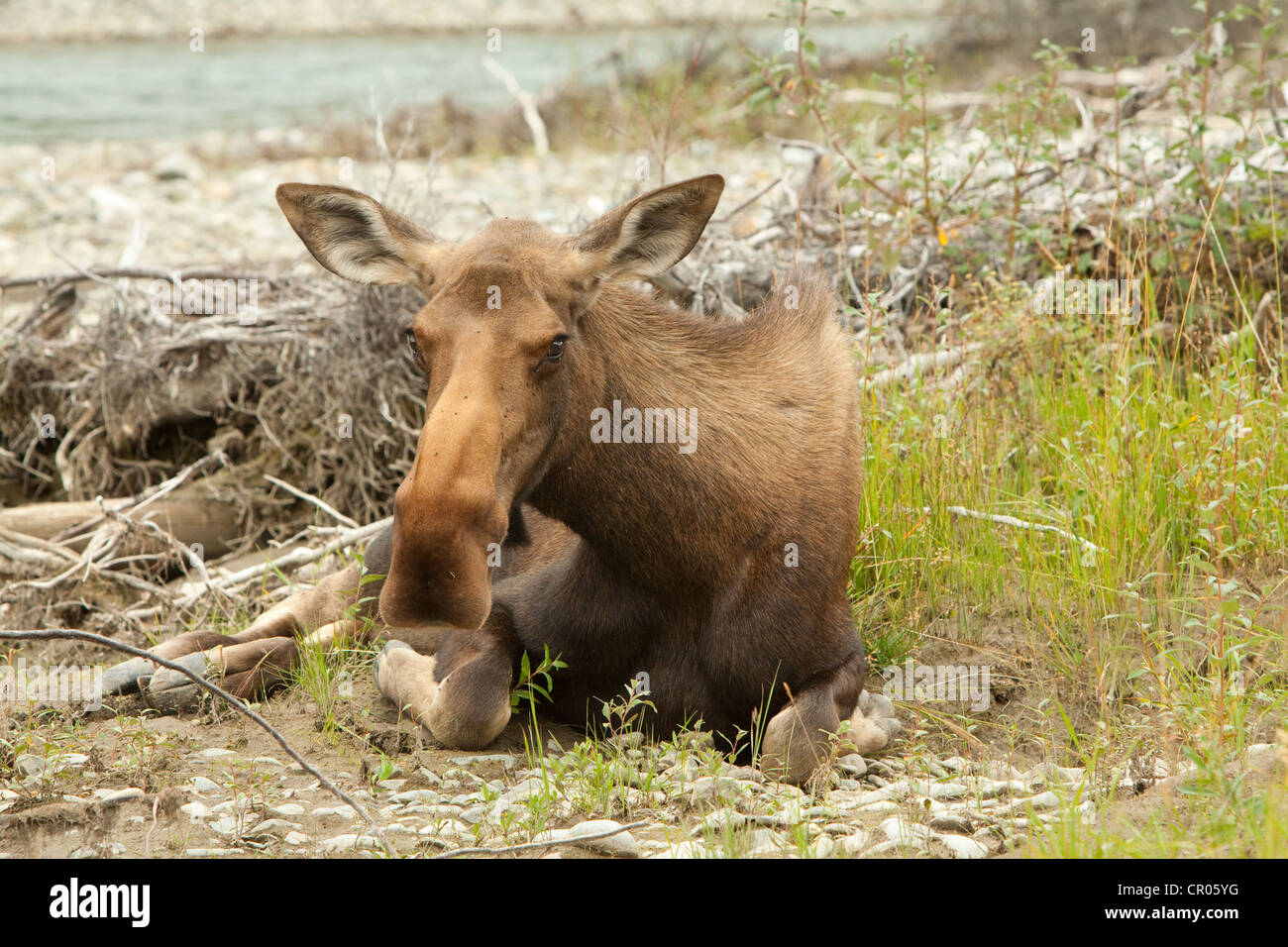 Female moose hi-res stock photography and images - Alamy