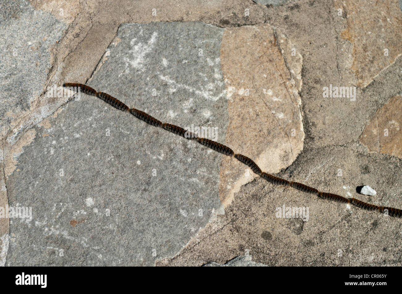 Line of Pine Processionary Caterpillars in Spain Stock Photo - Alamy