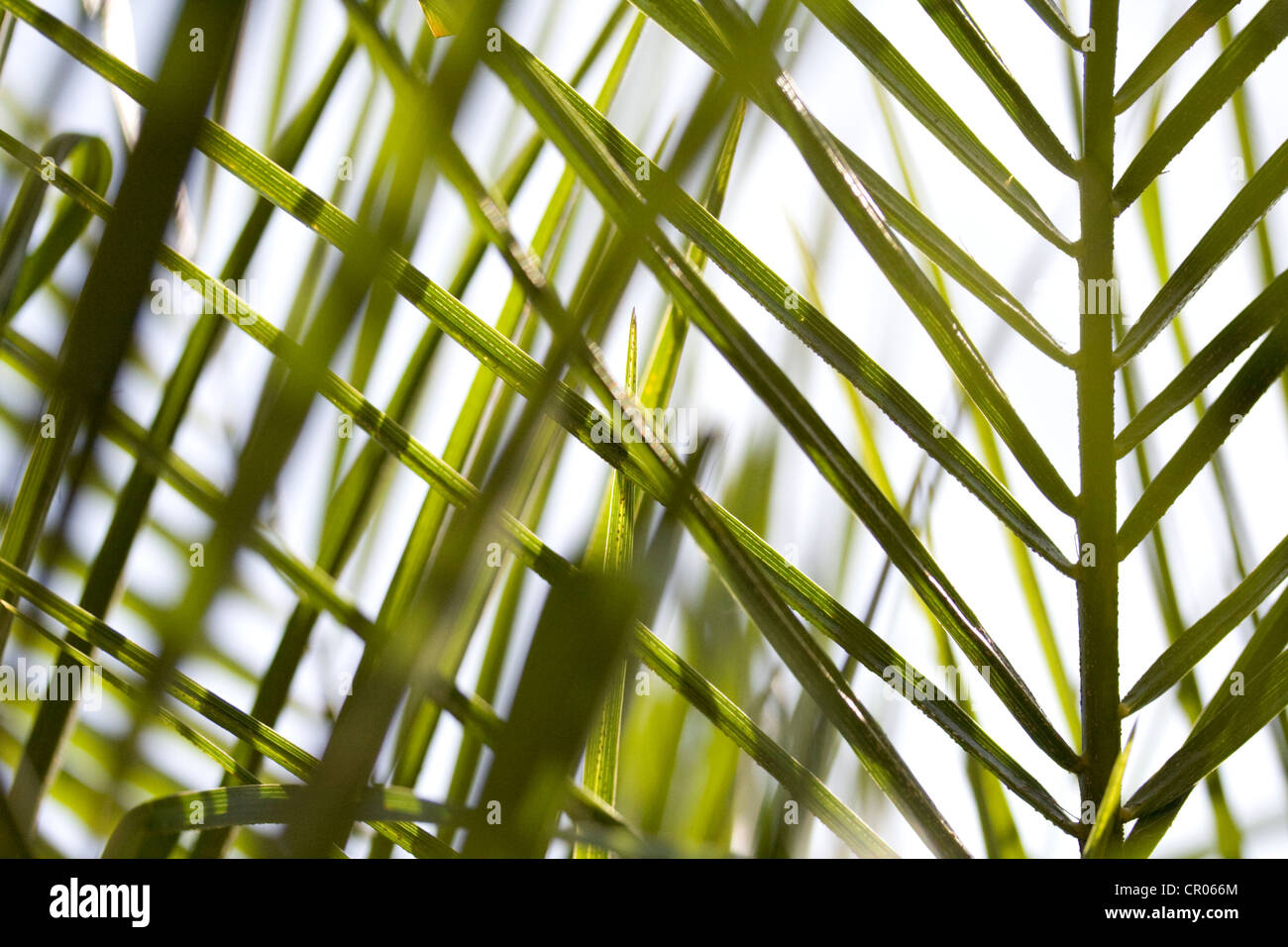 Close up patterns of light upon abstract palm leaves Stock Photo - Alamy