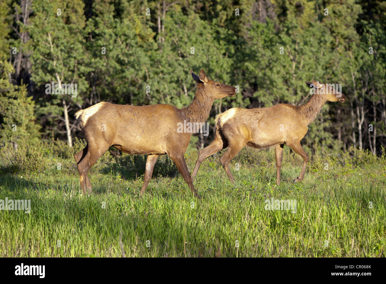 Elk, wapiti (Cervus canadensis), two females, cows, Yukon Territory ...