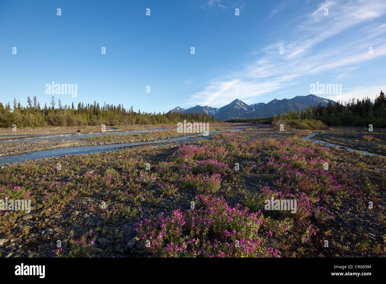 Blooming Broad-leaved Willowherb (Epilobium montanum) near subalpine ...