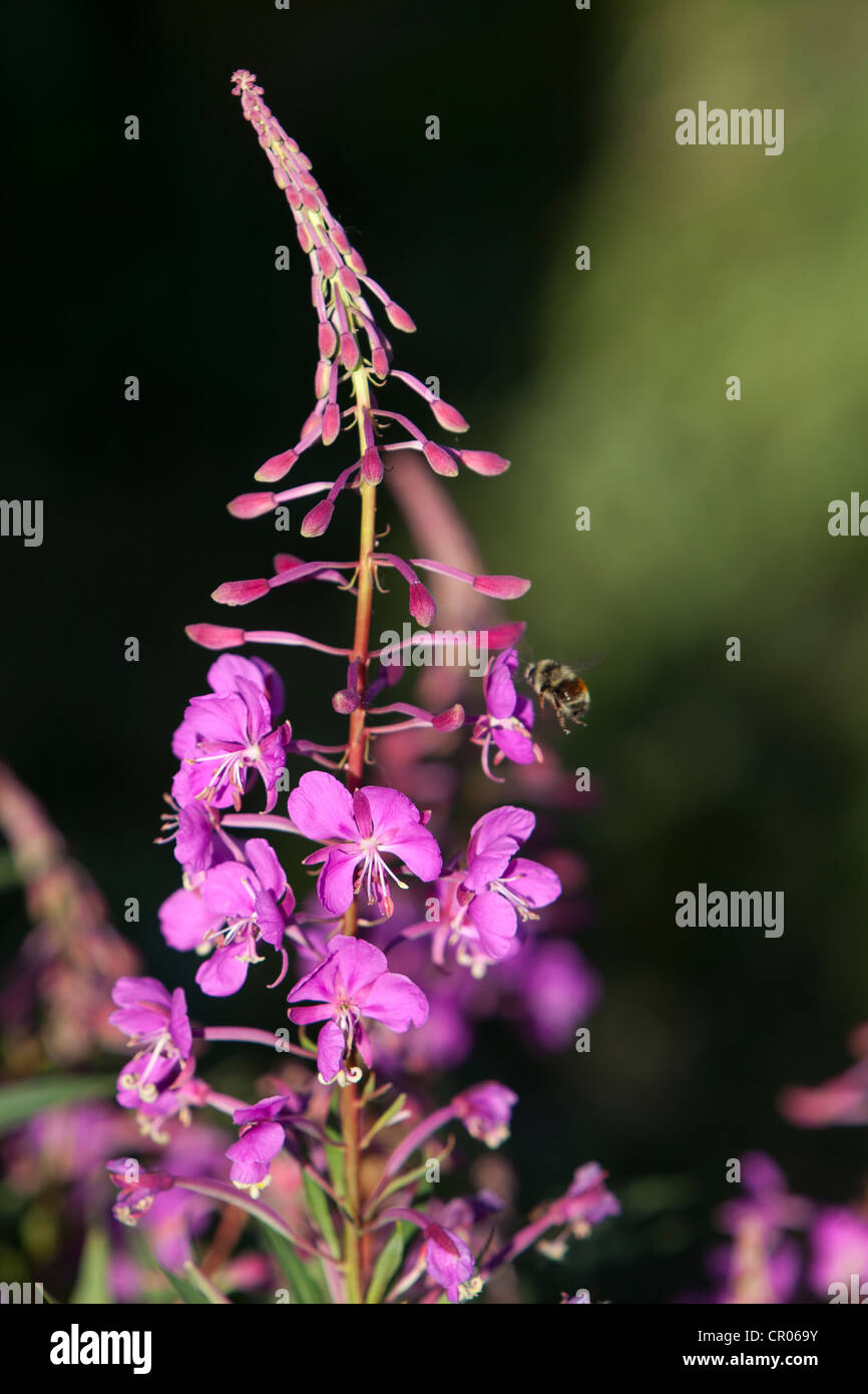 Blooming Fireweed, Great Willow-herb, Rosebay Willowherb (Epilobium ...