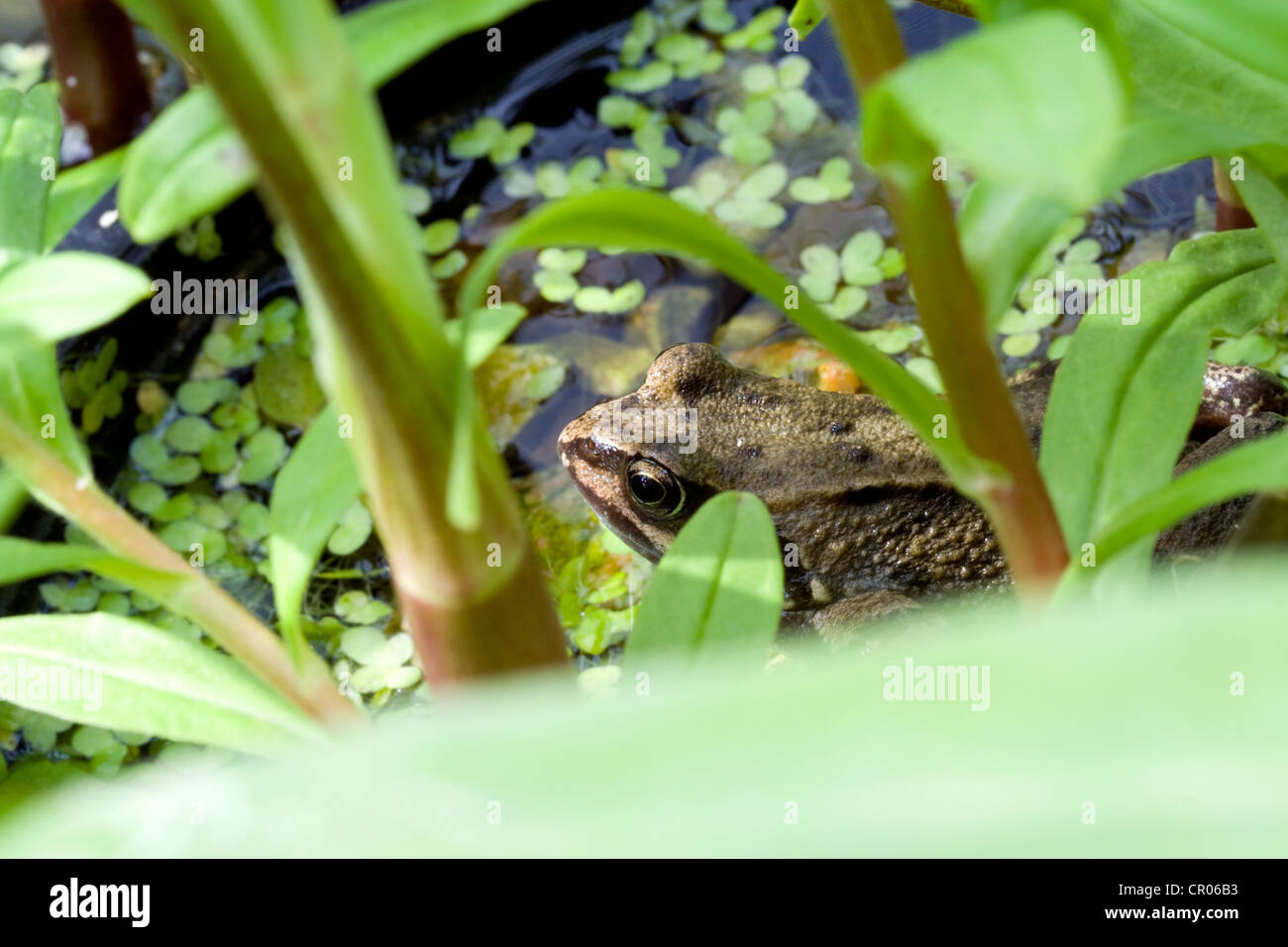 Pond life uk hi-res stock photography and images - Alamy