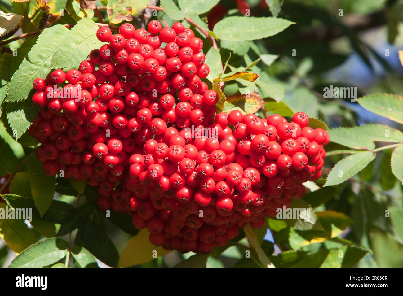 Fruit of Sitka or Western Mountain ash (Sorbus sitchensis), southeast ...