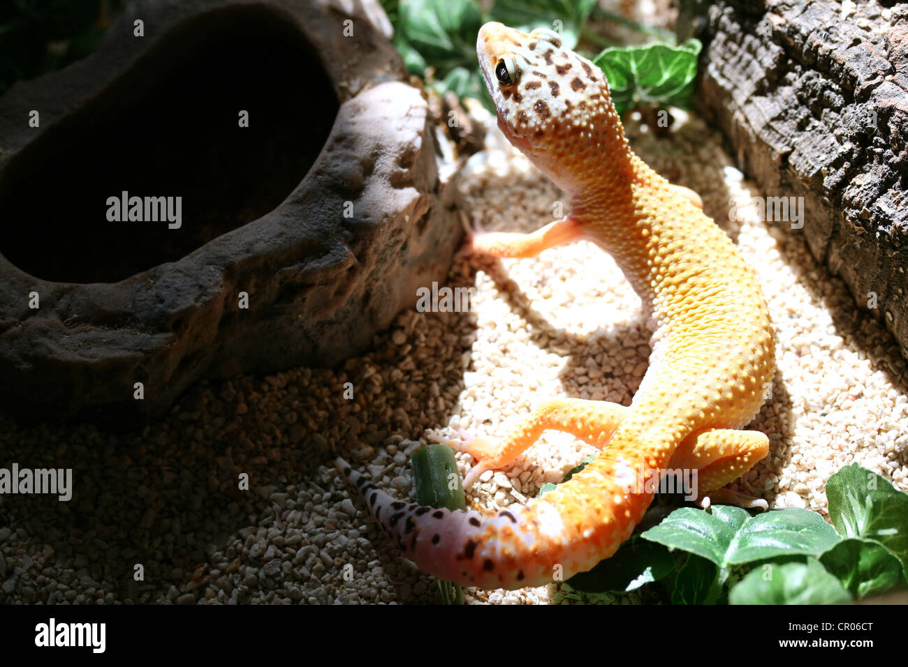 Leopard gecko morphs hi-res stock photography and images - Alamy