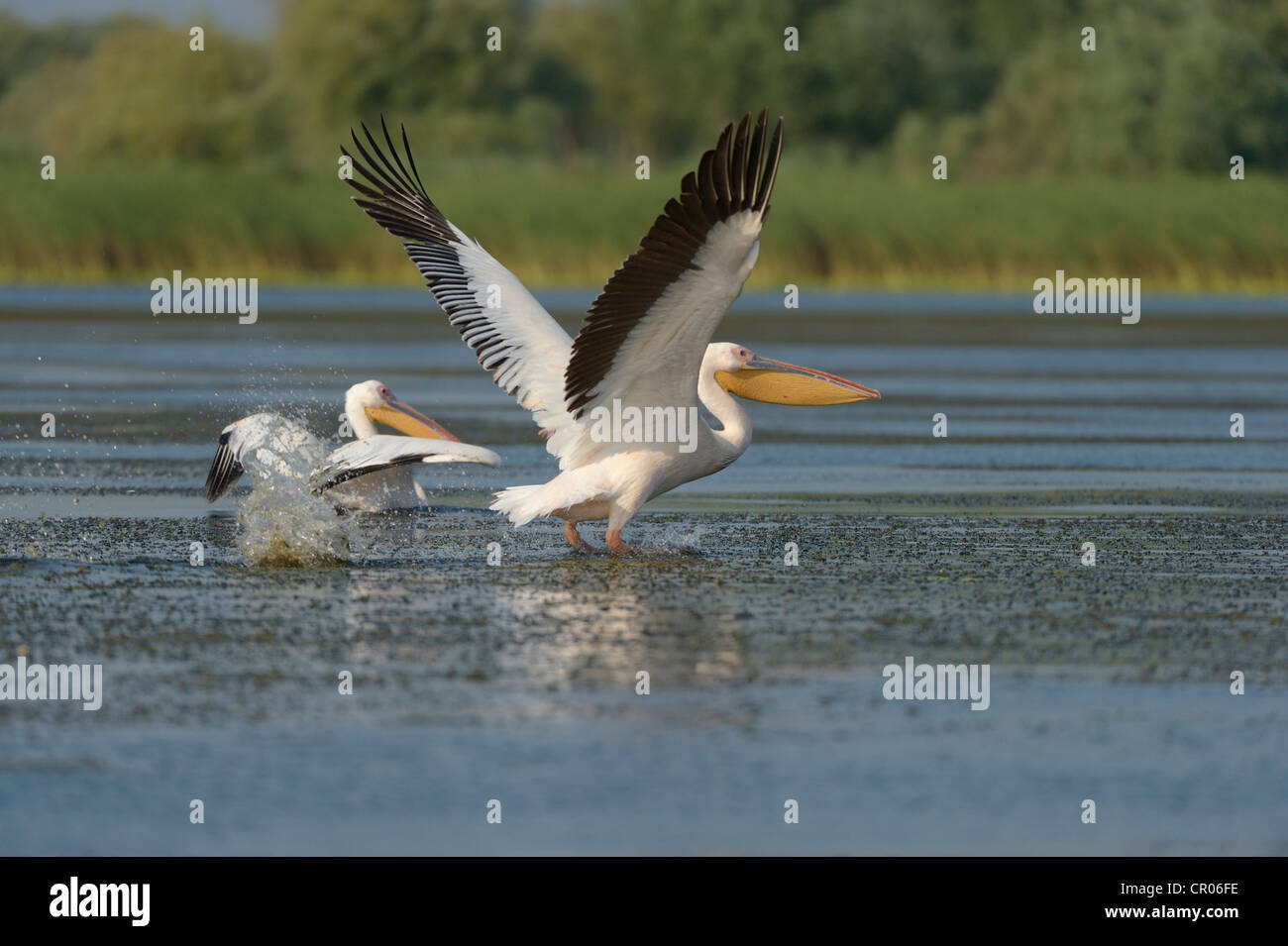 Great white pelicans pelecanus onocrotalus hi-res stock photography and ...