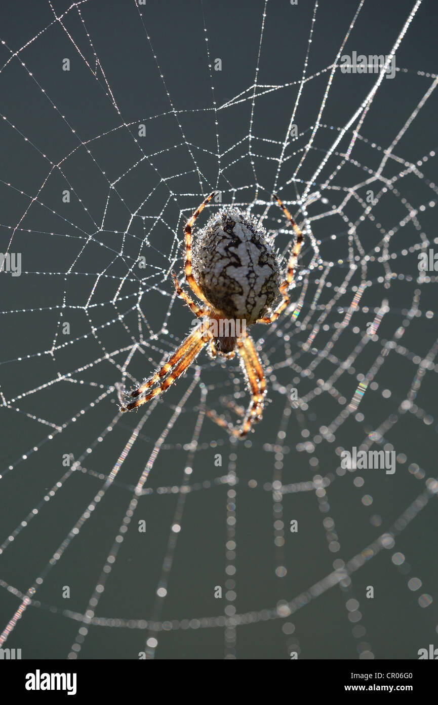 Oak Spider (Aculepeira Ceropegia syn. Araneus Ceropegia) in its ...