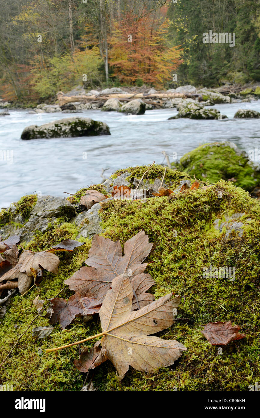 Moss on river bank hi-res stock photography and images - Alamy