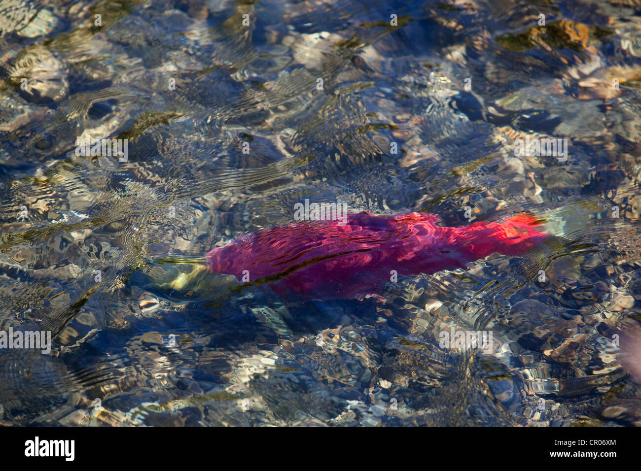 Spawning male Sockeye salmon (Oncorhynchus nerka), Klukshu River, at ...