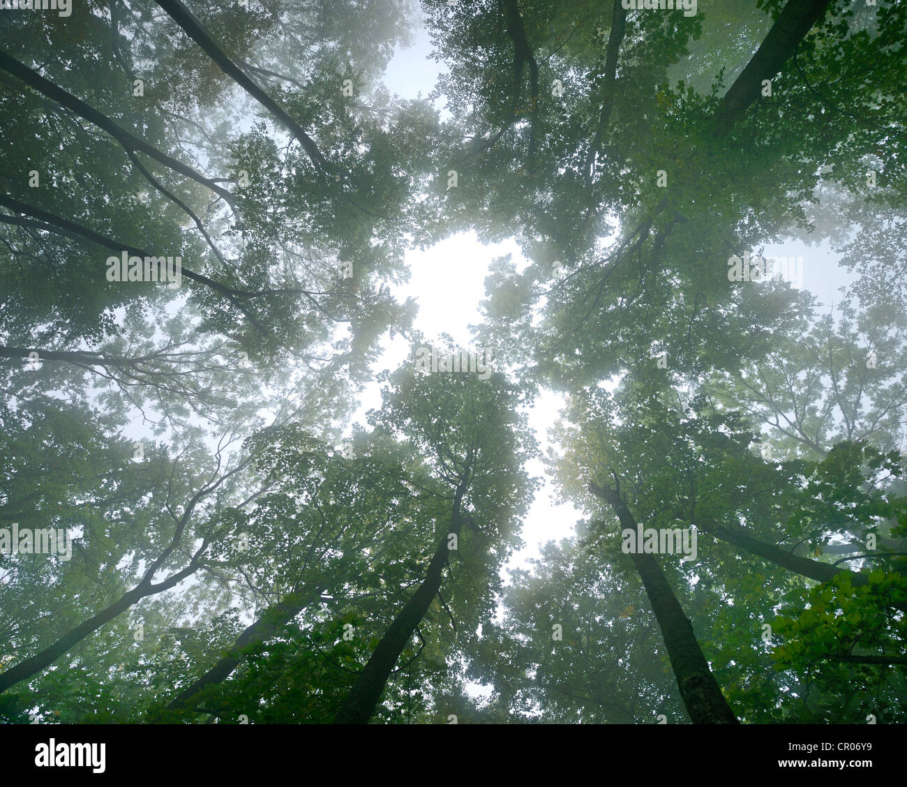 Tree top bottom view hi-res stock photography and images - Alamy