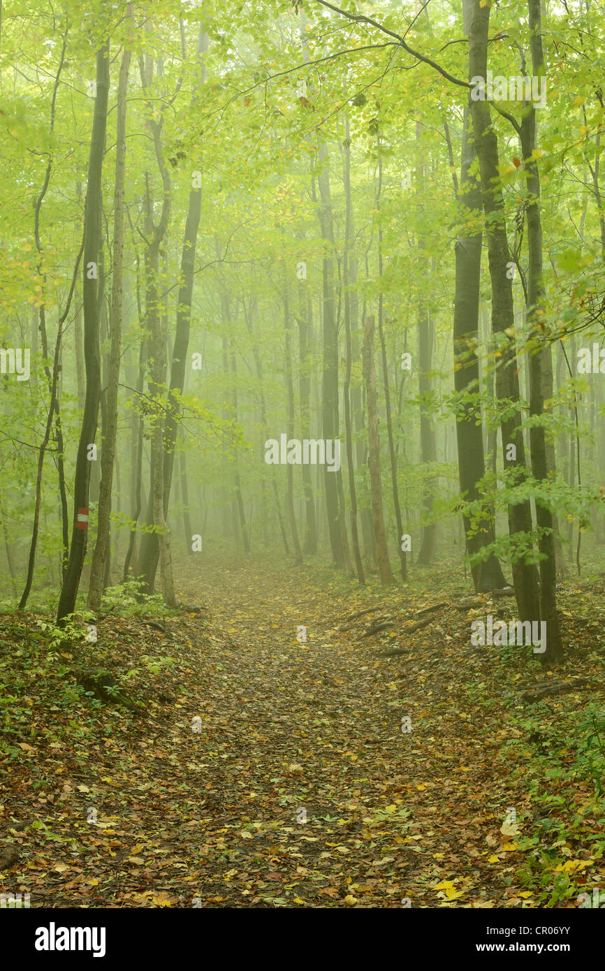Hiking trail and deciduous forest in fog, Arnstein, Lower Austria ...