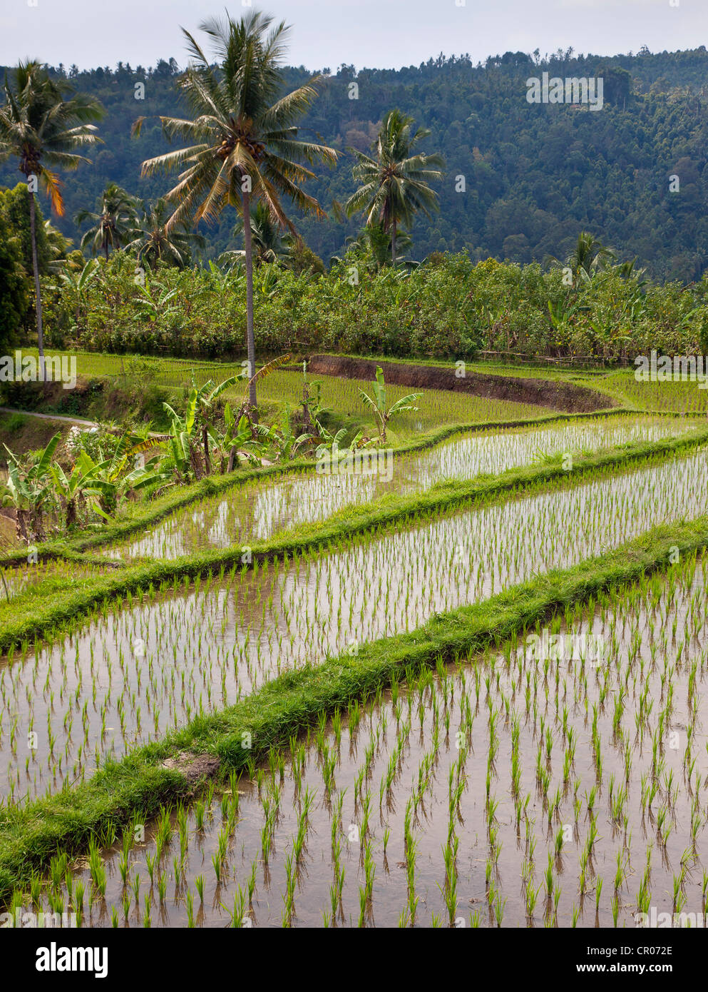 Rice fields near Banjar, North Bali, Bali, Indonesia, Southeast Asia ...