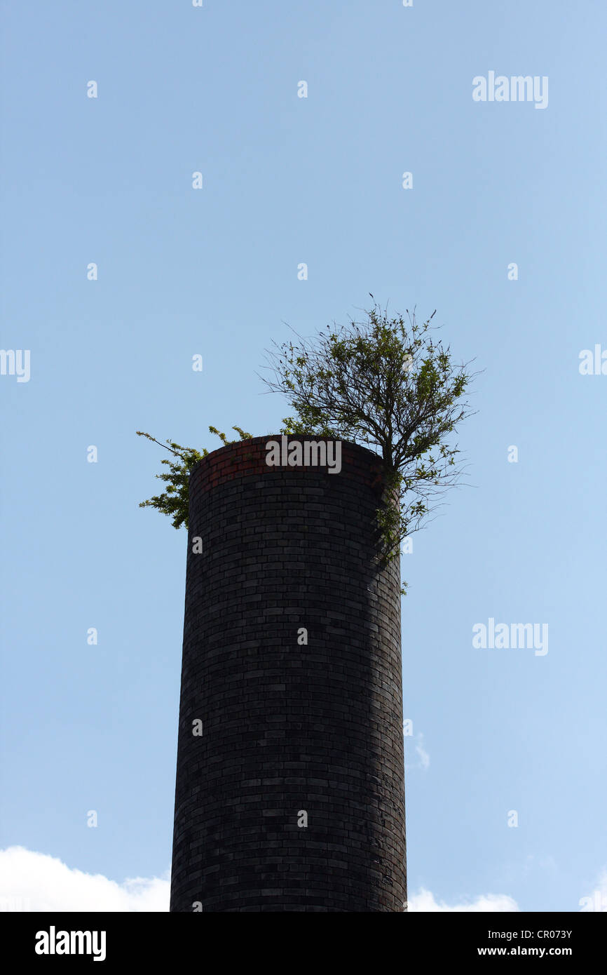 trees growing out of a tall chimney Stock Photo - Alamy