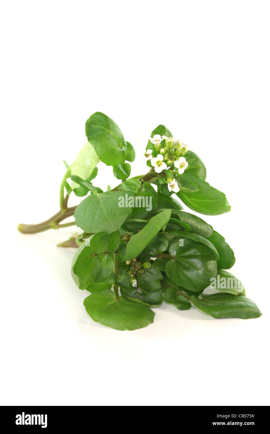 a sprig of fresh watercress on white background Stock Photo - Alamy