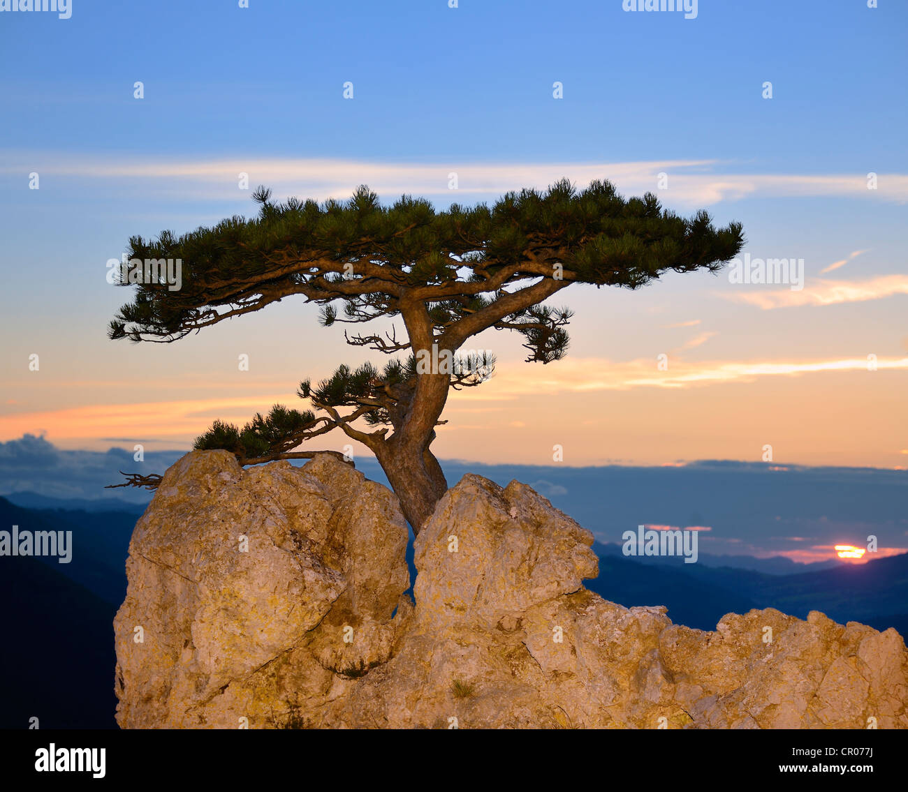 Austrian pine tree hi-res stock photography and images - Alamy