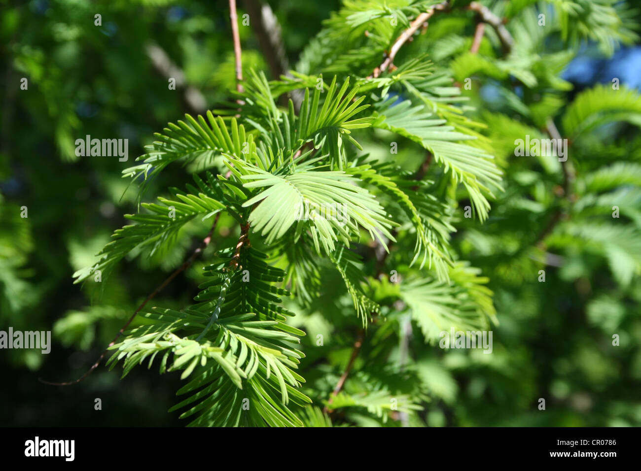 Chinese Redwood, Metasequoia glyptostroboides in the family Taxodiaceae ...