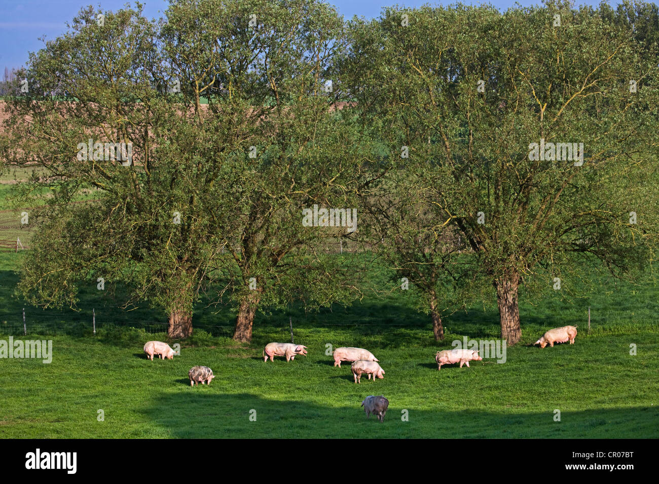 Domestic pigs (Sus domesticus / Sus scrofa domesticus) grazing in field ...
