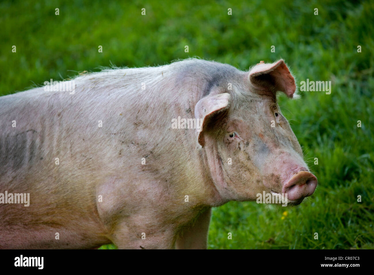 Pig domestic hi-res stock photography and images - Alamy