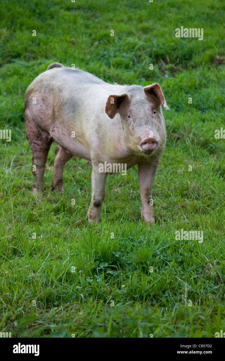 Domestic pig (Sus domesticus / Sus scrofa domesticus) portrait in field ...
