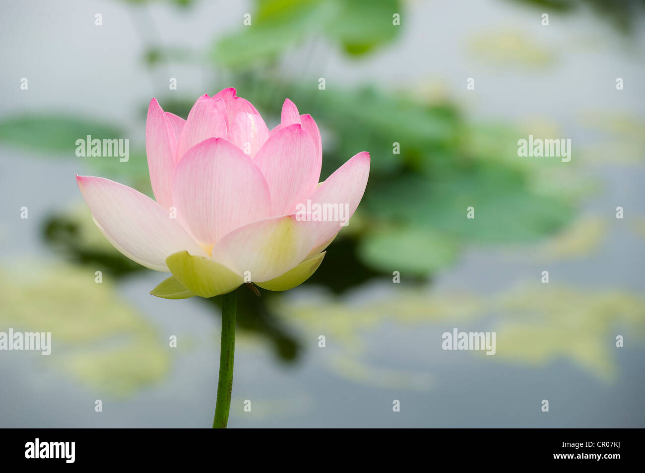 Nelumbo hi-res stock photography and images - Alamy