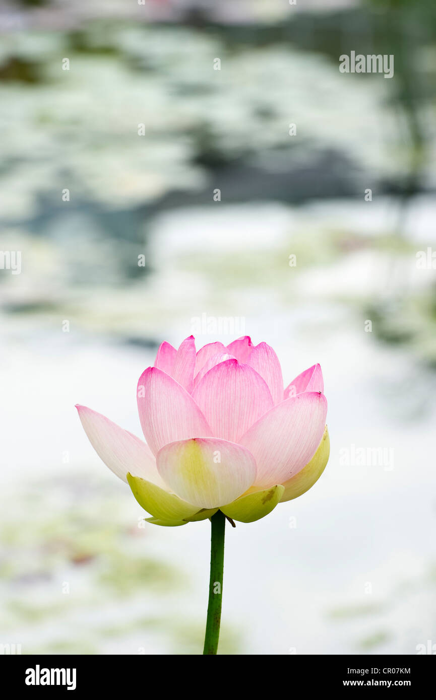 Nelumbo hi-res stock photography and images - Alamy