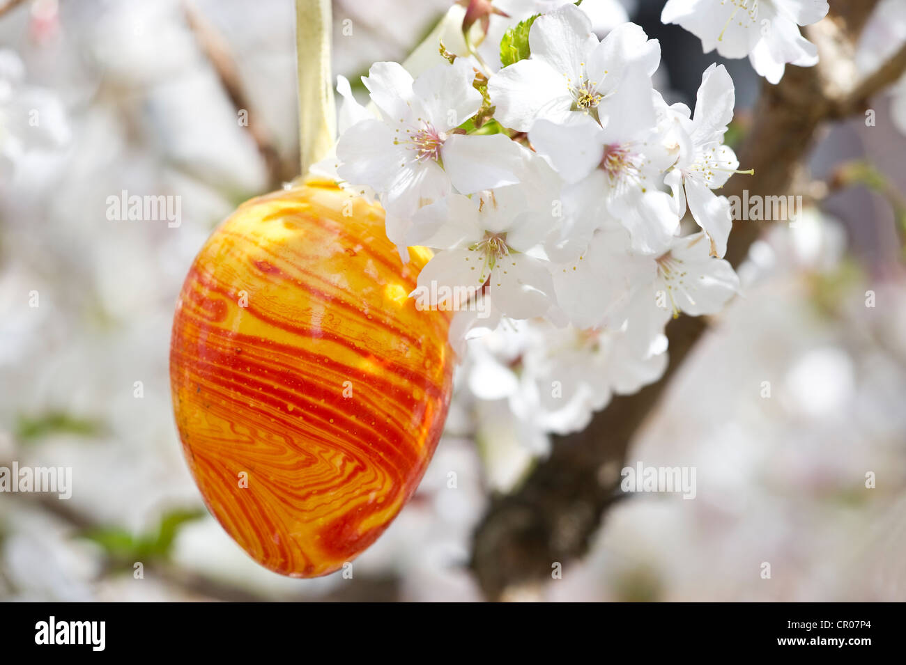 Easter egg and cherry blossoms Stock Photo - Alamy