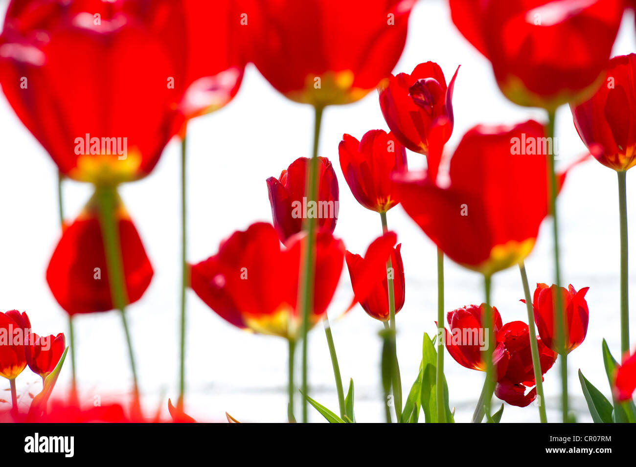 Red tulips (Tulipa Stock Photo - Alamy