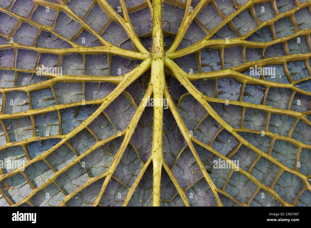 Leaf of a water lily (Victoria), Basel Botanical Garden, Switzerland ...