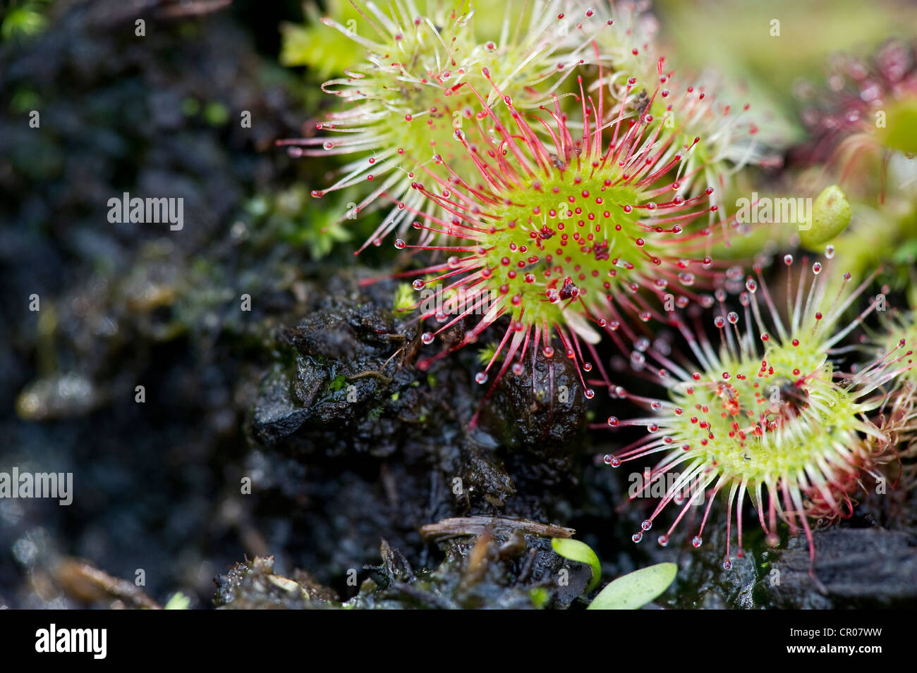 Sundews carnivorous plants southern black hi-res stock photography and ...