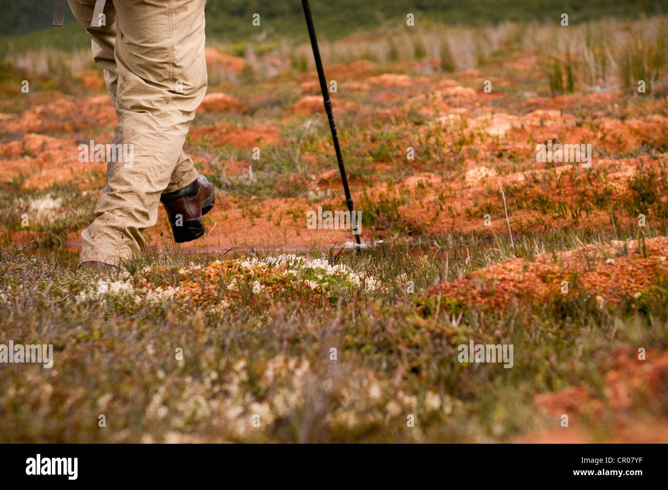 Hiker walking with sticks in meadow Stock Photo - Alamy