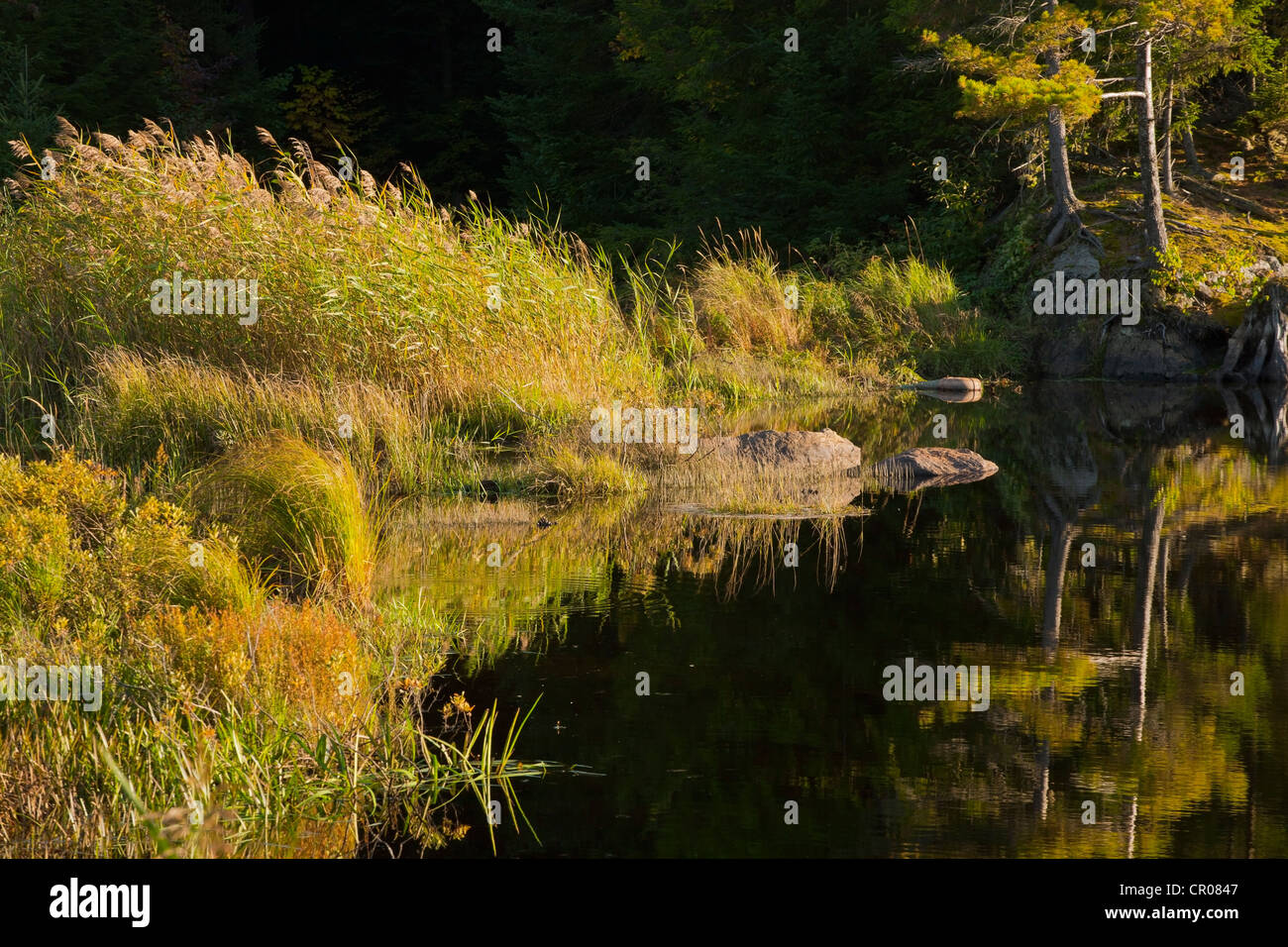 North american swamp plants hi-res stock photography and images - Alamy