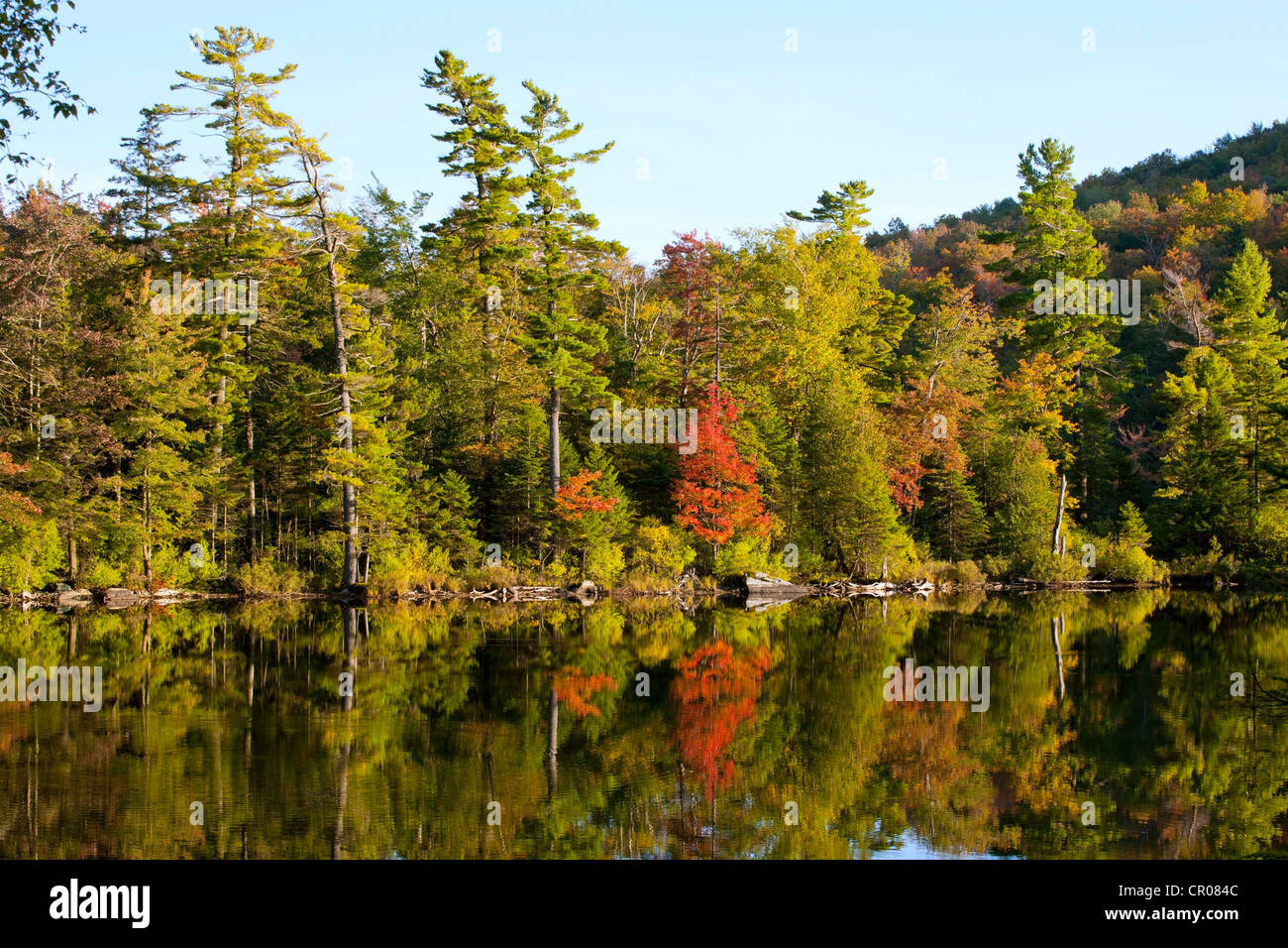 Maple tree and pine trees in autumn, West Bolton, Quebec, Canada Stock ...