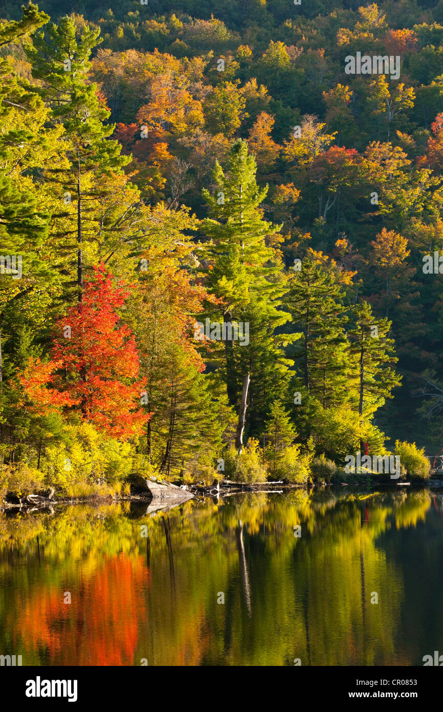 Maple tree and pine trees in autumn, West Bolton, Quebec, Canada Stock ...