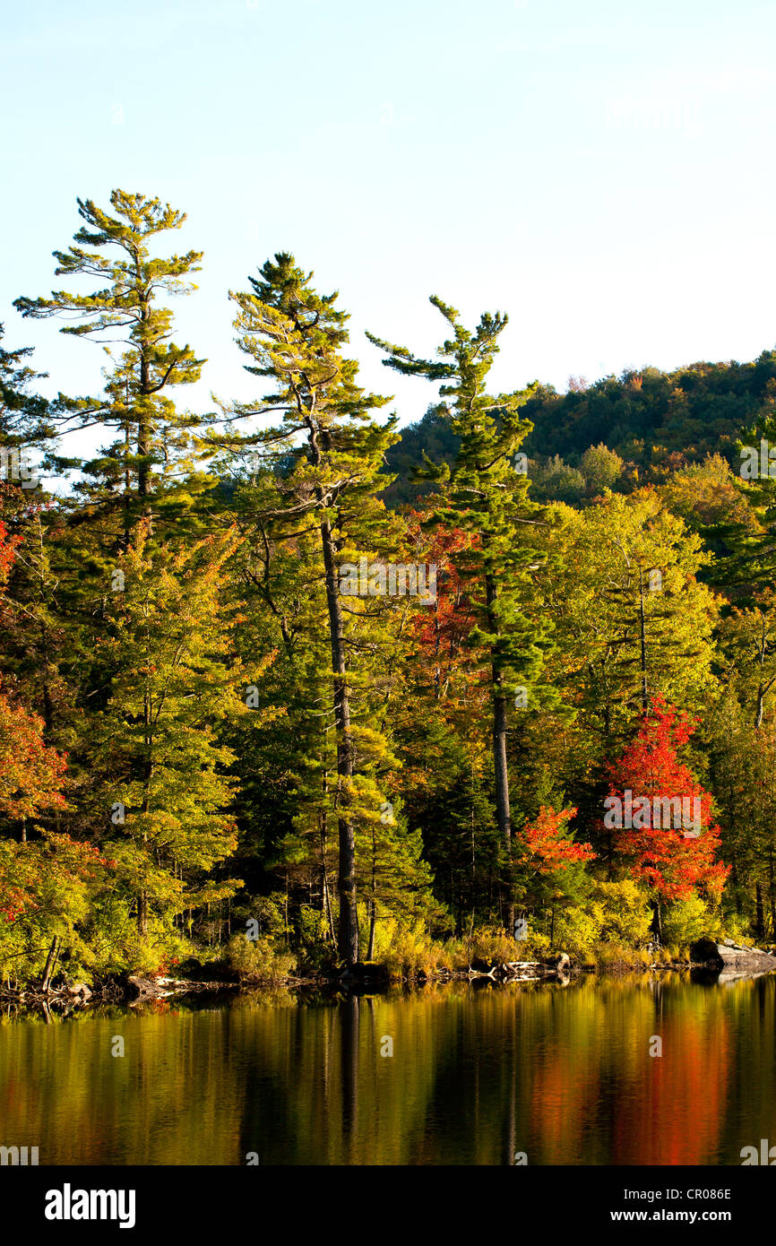 Maple tree and pine trees in autumn, West Bolton, Quebec, Canada Stock ...