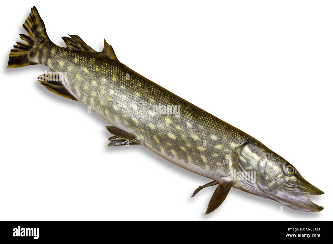 fresh pike fish isolated on white background Stock Photo - Alamy