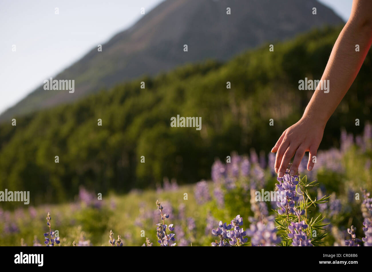 Womans hand in field of flowers Stock Photo - Alamy