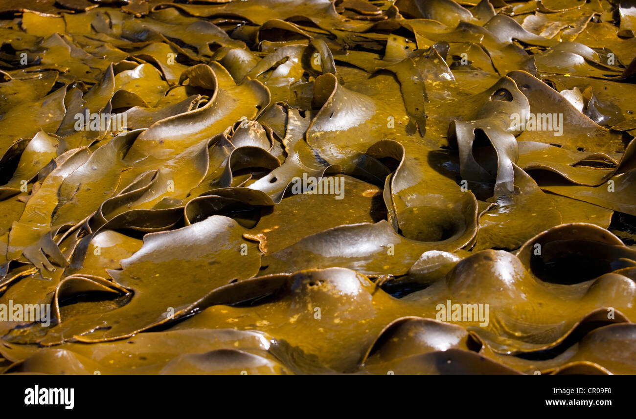 Bull kelp hi-res stock photography and images - Alamy