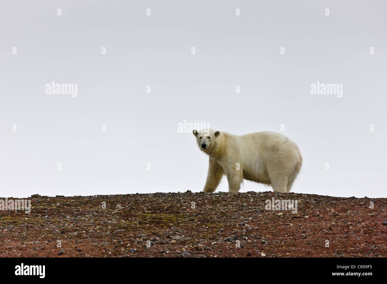 Spitsbergen island polar bear hi-res stock photography and images - Alamy