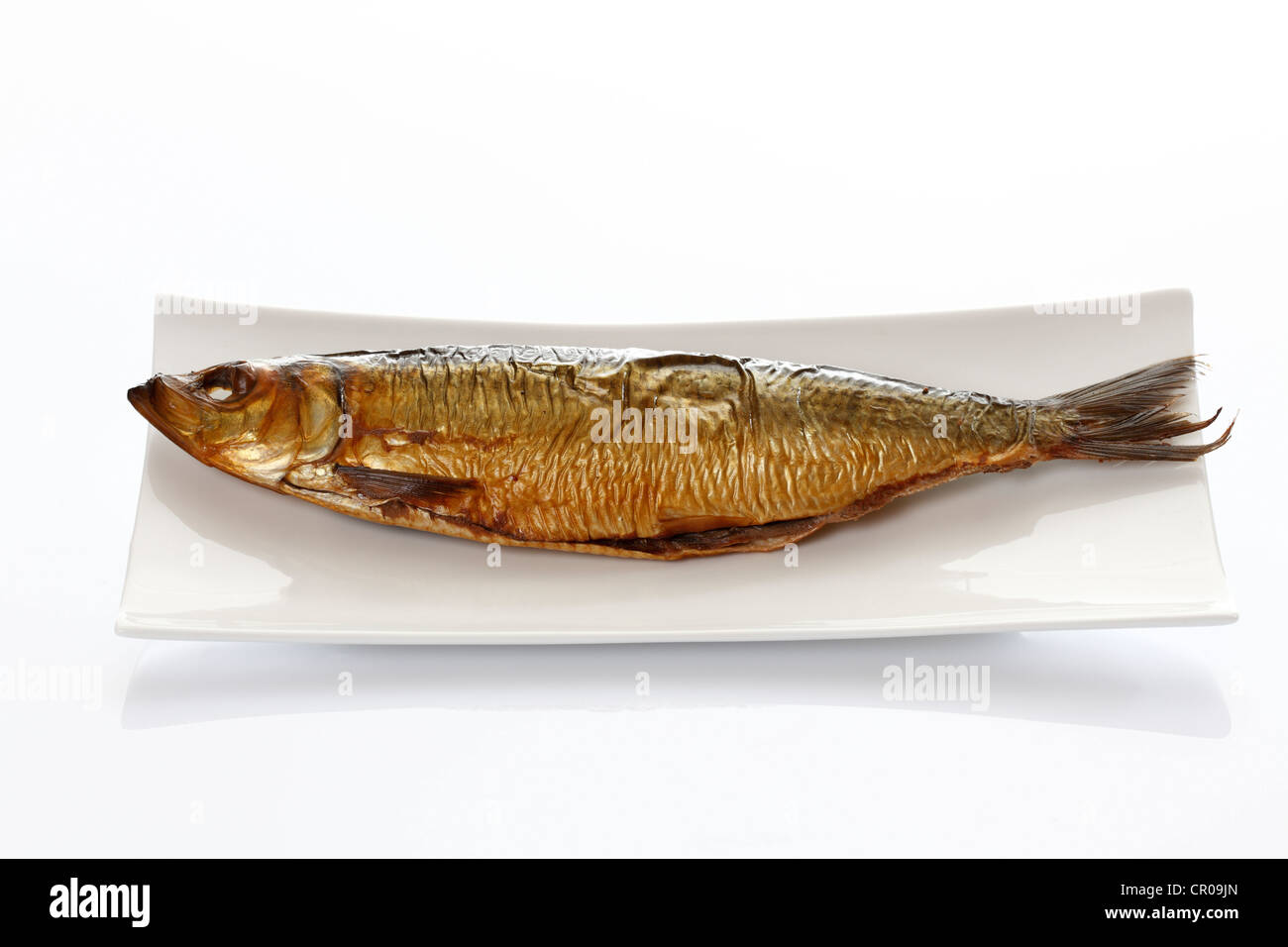 Clupea harengus hi-res stock photography and images - Alamy