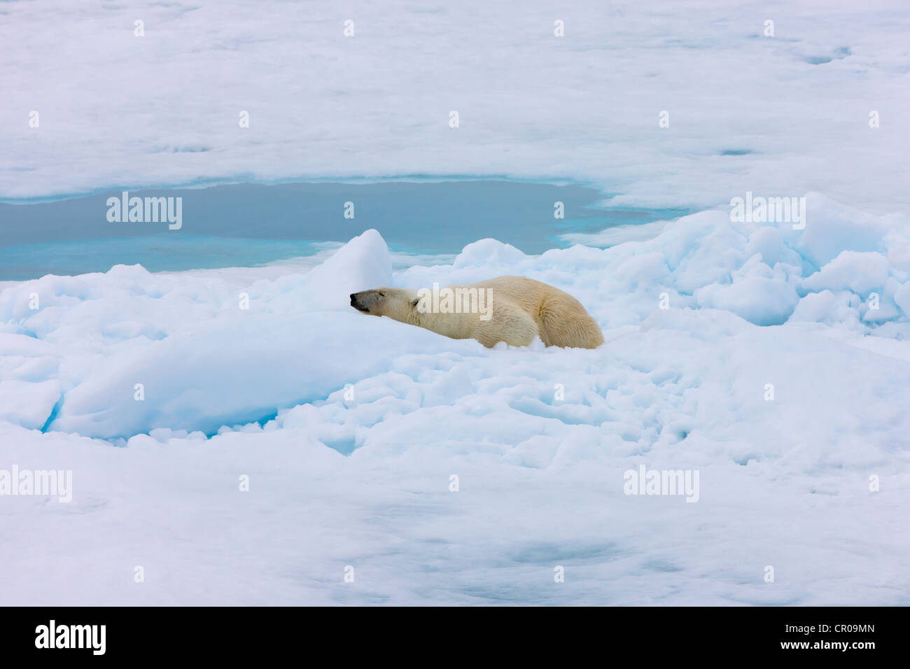 Polar Bear sleeping on ice, Woodfjord, Spitsbergen, Norway Stock Photo ...
