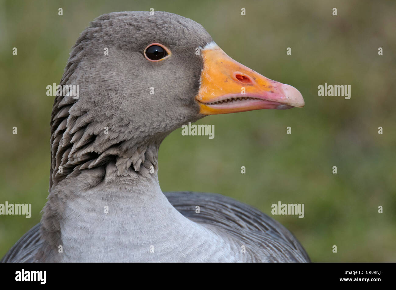 Greylag goose (Anser anser) close-up of adult bird showing serrations ...
